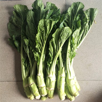 粤北高山露天棒棒菜叶现砍现发