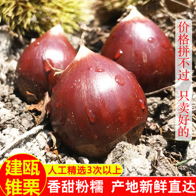 容易剥皮鲜锥栗坏果包赔手工精选