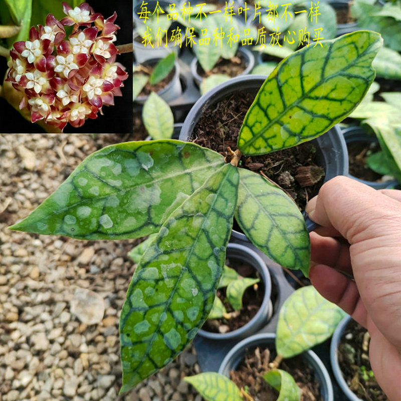 淡味球兰盆栽西瓜皮纹理四季观叶爬藤植物室内绿植阳台垂吊植物