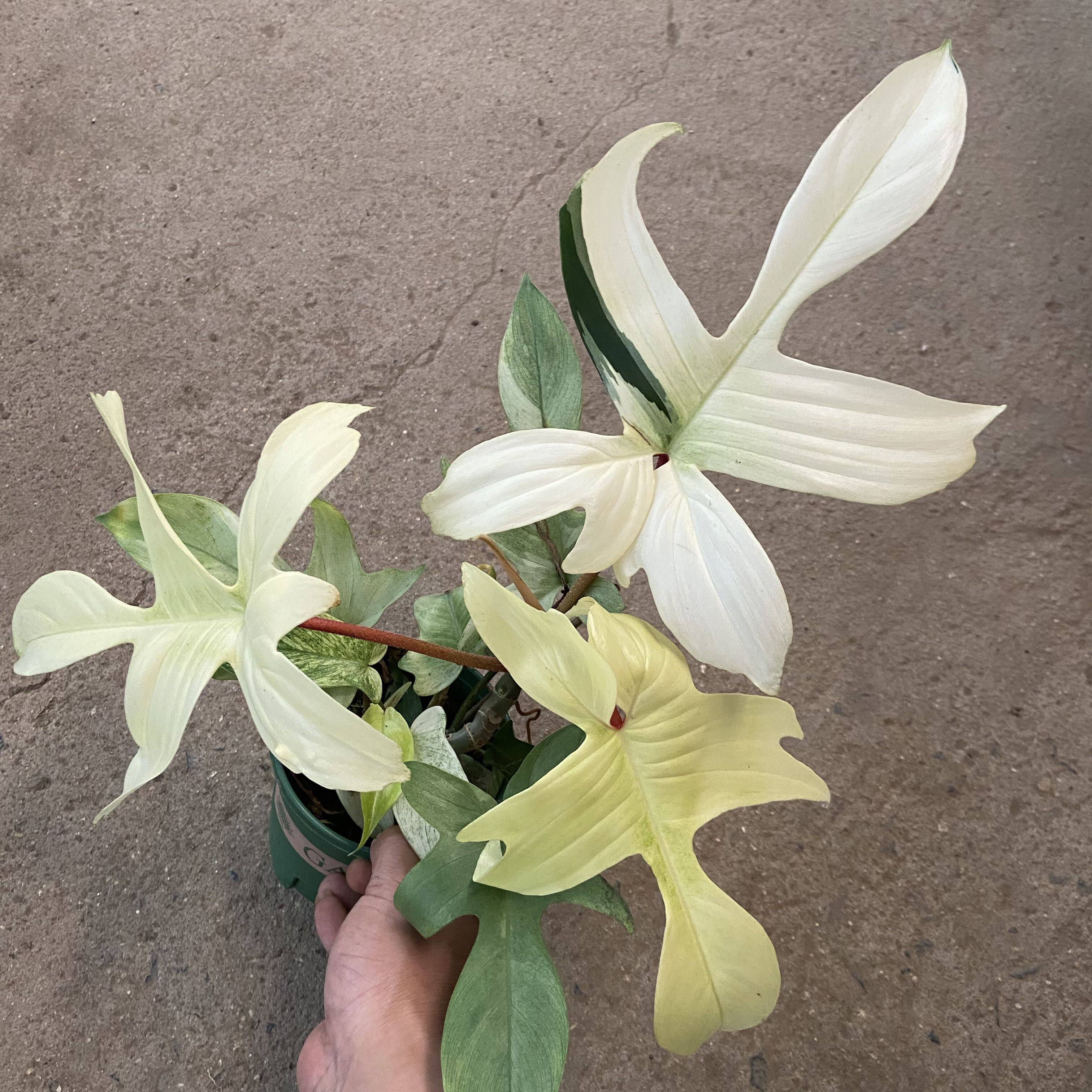 佛罗里达幽灵飞机蔓绿绒Floridaghost进口室内爬藤观叶绿植盆栽