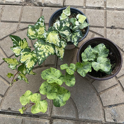 烁莹变异三色常春藤垂吊耐热耐寒