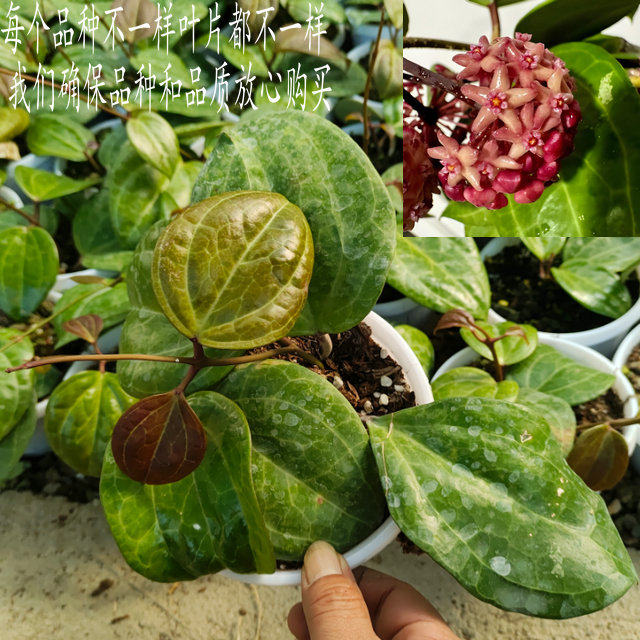 秘密球兰大叶品种Hoya Sp Sarawak新品阔叶球兰 北欧风室内垂吊花