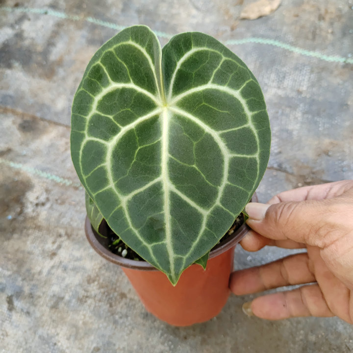 进口密纹克莱恩水晶花烛北欧风植物园 INS网红绿植 室内好养植物
