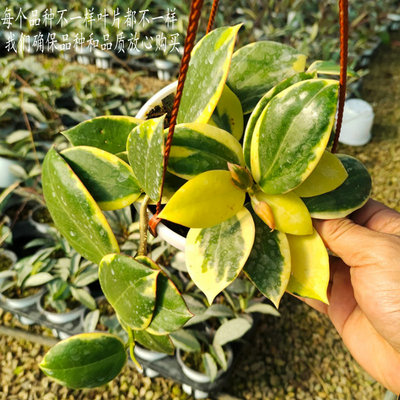 球兰室内绿客厅净化空气懒人好养