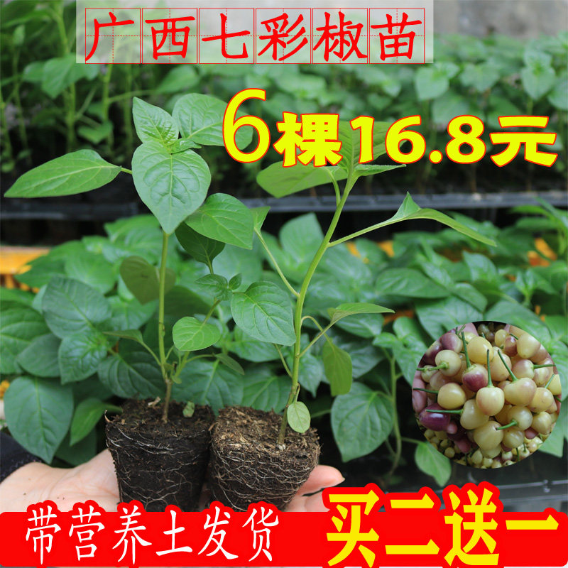 五彩椒辣椒苗盆栽广西珍珠七彩椒苗带土庭院可食用观果四季带果