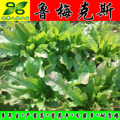 多年生牧草籽牧草鲁梅克斯种籽