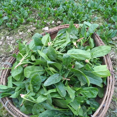 农家自种现挖现发露天菠菜