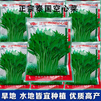 泰国空心菜种子空心菜蕹菜种子旱地水地南方春夏秋三季蔬菜籽