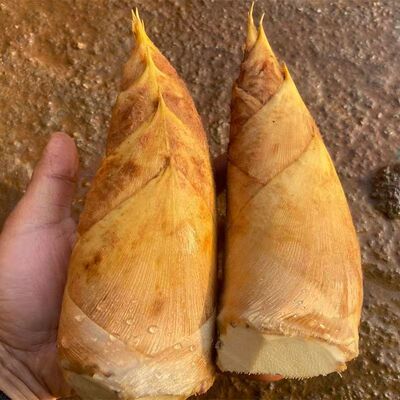 江西冬笋新鲜现挖竹笋江西高山黄泥冬笋深山采挖楠竹笋毛竹笋