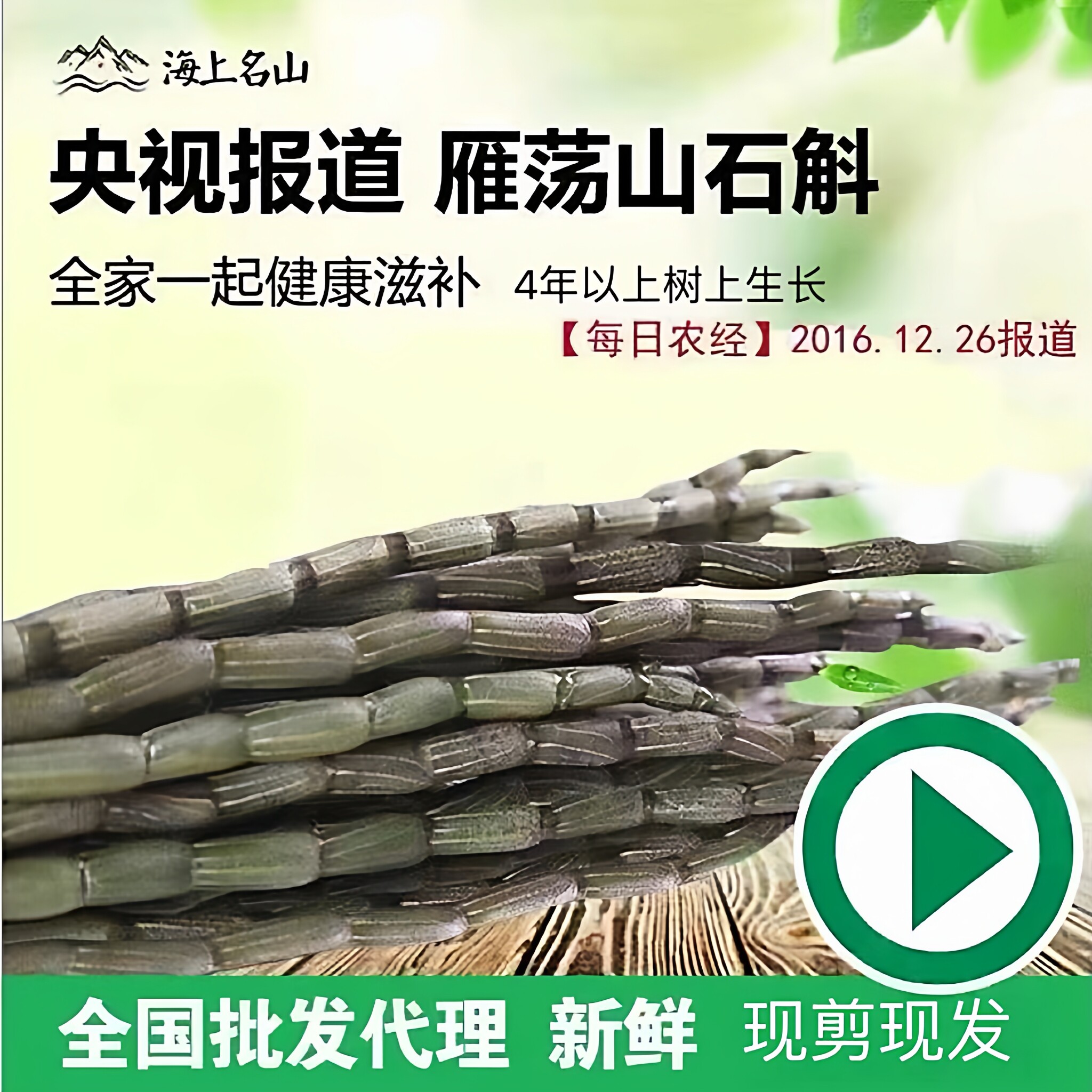 铁皮石斛 鲜条4年 雁荡山铁皮枫斗干花霍山源种