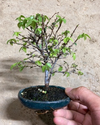 榉树 进口小叶榉树  进口盆景