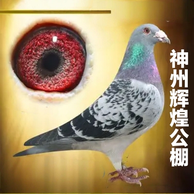 神州辉煌公棚赛鸽天落鸟成绩信鸽种鸽养好鸽子首先要有好种鸽