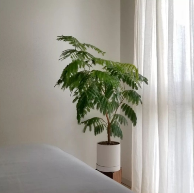 密叶猴耳环含羞树小豆树猴子鸡髯豆Cojoba arborea网红室内-广州