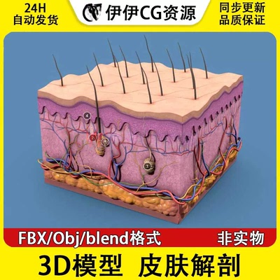 3D模型FBX人体皮肤系统截面解刨皮肤组织结构obj文件PBR毛孔汗腺