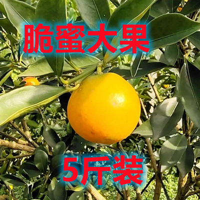 融安脆蜜金桔大果5斤全新品种更甜更脆现摘现发顺丰包邮
