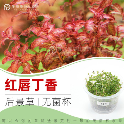 红唇丁香/无菌杯水草3杯送1杯
