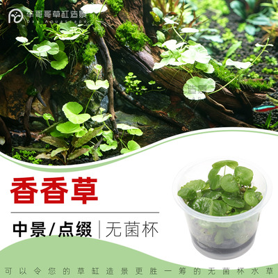 香香草无菌杯水草3杯送1杯