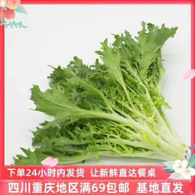 新鲜苦菊牙菜沙拉菜西餐蔬菜500g