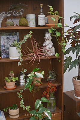 一物一拍室内植物所见即所得