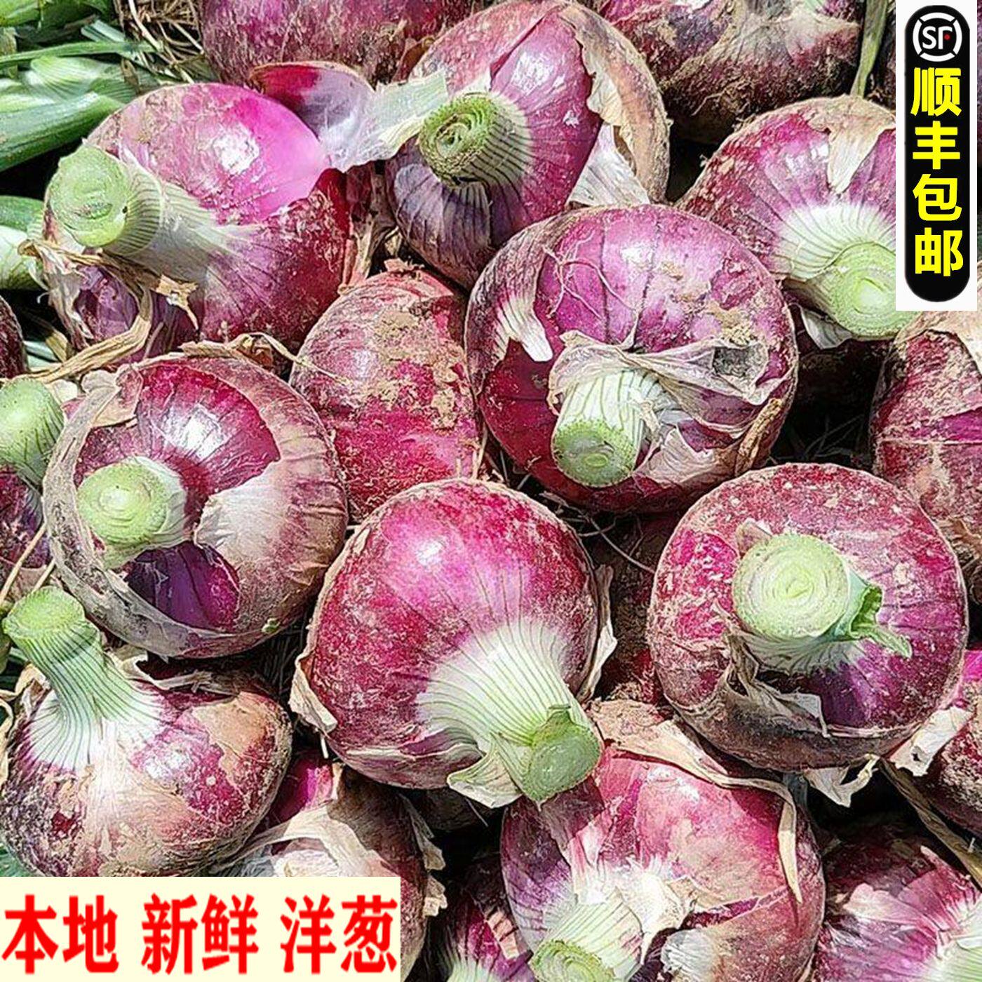2026新鲜洋葱头紫皮大圆葱红葱现挖生吃凉拌不辣 扁平葱果子顺丰