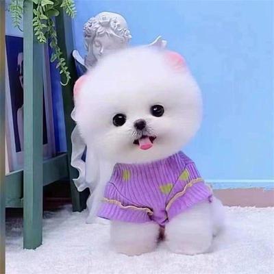 博美幼犬长不大现货白狗乖巧活物小体犬超萌可爱狗迷你茶杯犬幼崽