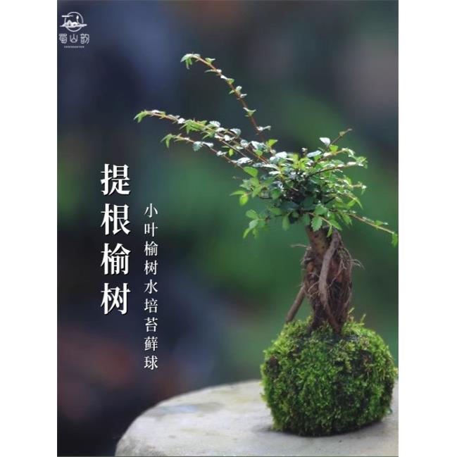 榆树盆栽水培苔藓球小叶榔榆中式覆古禅意盆景室内桌面造型绿植