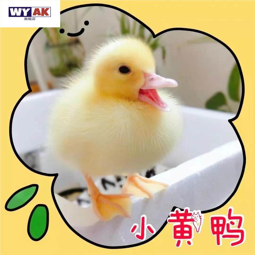 柯尔鸭活宠物物幼崽鸭体网红的鸭子学生认主黏人