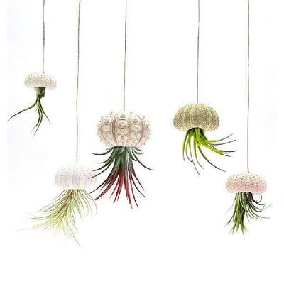 Marine Seashells Coquillage Natural Sea Urchin Air