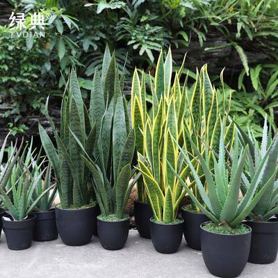 仿色真皮虎皮兰绿植物植黄边盆栽人造绿假植LD-52008物黄边虎兰
