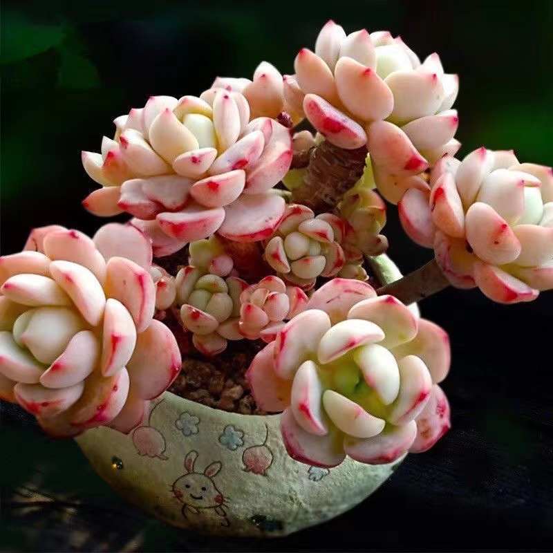 香草多肉植物香草比斯一物一拍带血斑状态好全店满38包邮涵涵肉多