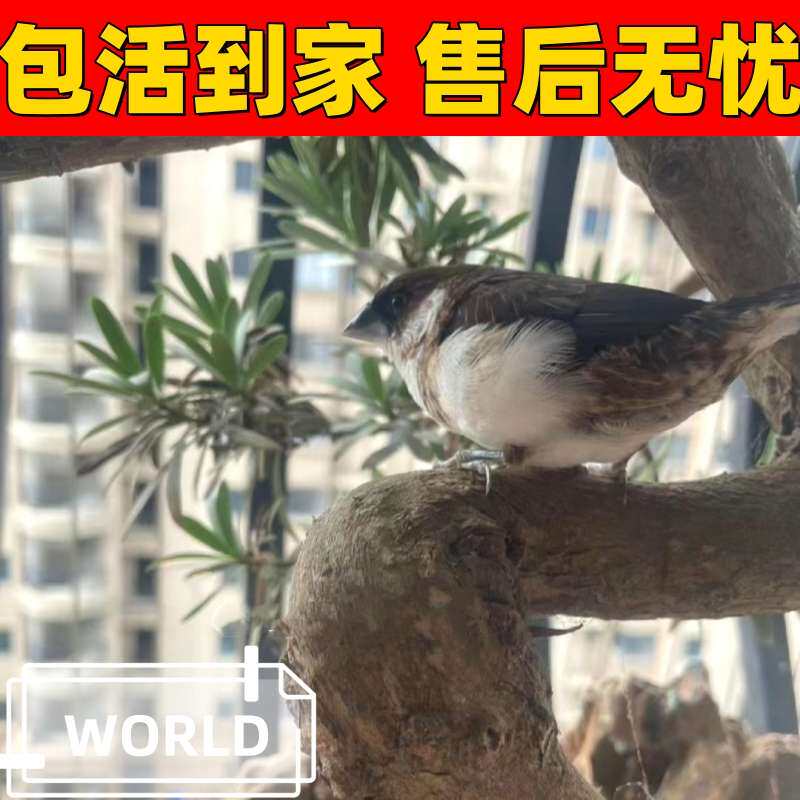 十姐妹保姆鸟活宠物鸟黑白花鸟驼花最爱繁殖的鸟类 繁殖速度超快