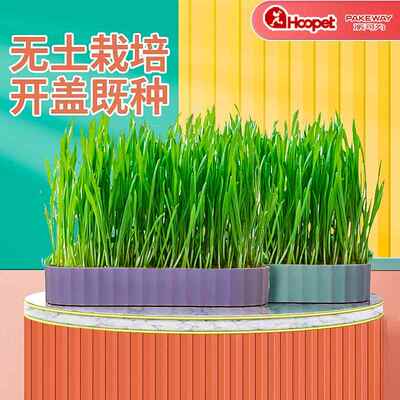。cat grass hydroponic box pie can be potted seeds for young
