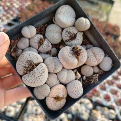 绫耀玉大白妖玉生10cm盆带盆土发货多 基地直供 择优发货实物拍摄