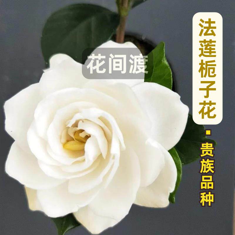八重咲法莲栀子花重瓣浓香四季勤花莲花型盆栽阳台庭院名贵好养