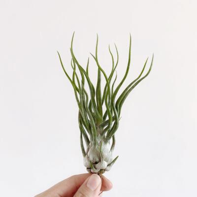 空气凤梨 章鱼x电卷 showtime 稀有品种植物花卉盆栽绿植