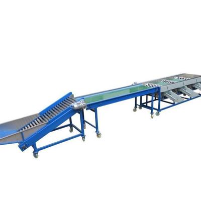 大蒜土豆洋葱分级机独头蒜分选机厂家直销