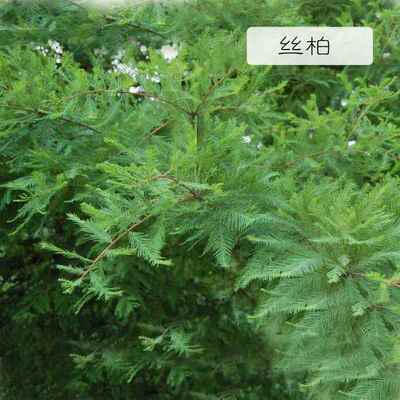 新款法国进丝柏精油3m收缩毛孔抗0菌控油驱虫香薰按摩口单l方精油