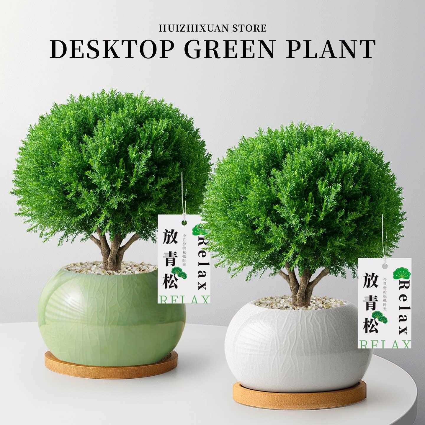 放青松绿植雾松植物小盆栽盆景摆件办公室内桌面净化空气四季常青