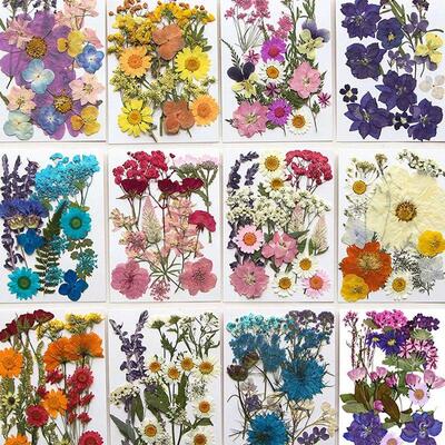 Dried Flower Set 16-19PCS Pack Pressed Real Natural Flowers