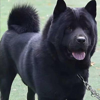 五黑犬幼犬便宜狗中华田园犬聪明纯黑虎头活物广西土猎犬猫耳可爱