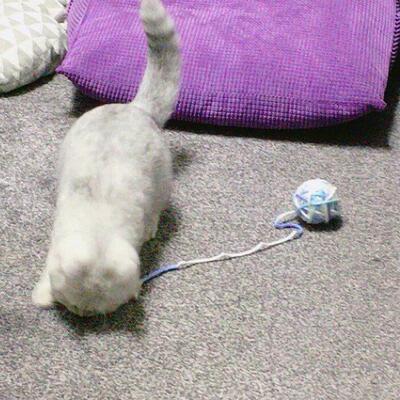 。cat wool ball toy funny stick kitten kitten molar toy逗猫