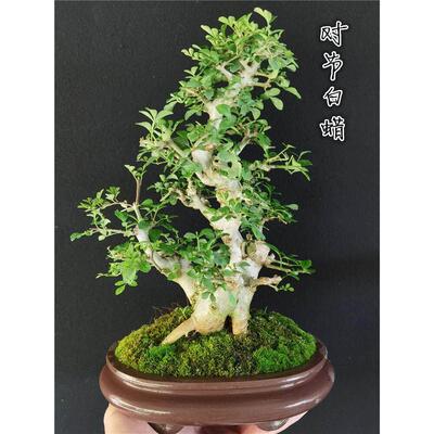 精品对节白蜡小老桩小叶榔榆盆景微型茶台小品红芽雀梅掌中宝盆栽