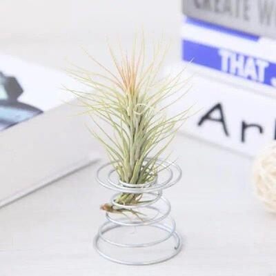 Air Plant Spring Wire Tabletop Tillandsia Holder Miniature