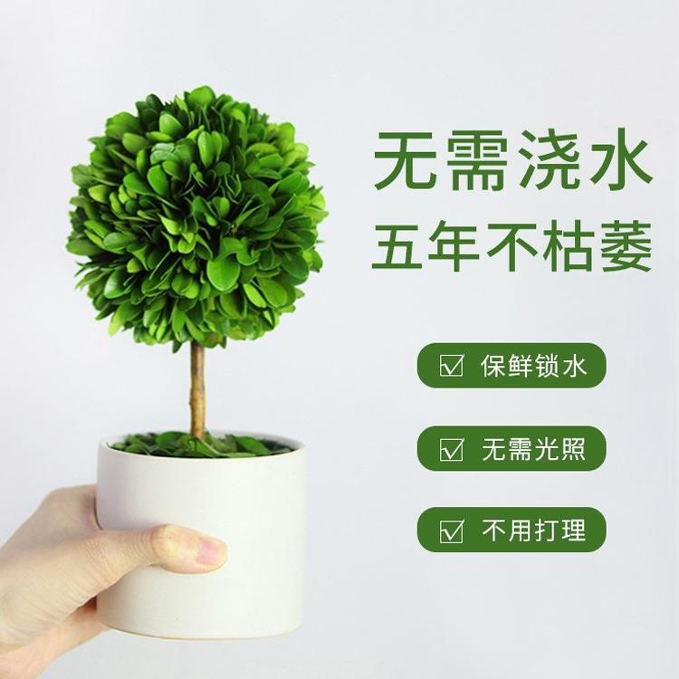 办公室工位桌面绿植上班情绪稳定客厅旺宅植物小摆件家居装饰