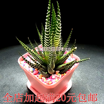 桌面盆栽绿植多肉植物条纹十二卷防辐射含盆套装