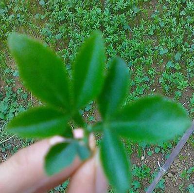 广东江门新会红柠檬红苗圃柠檬苗