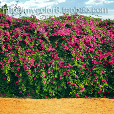 mycolor8 婚纱 影楼摄影背景  风景 花海 素材图片大图14-721