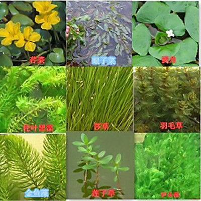 轮叶黑藻池塘鱼缸水生花卉