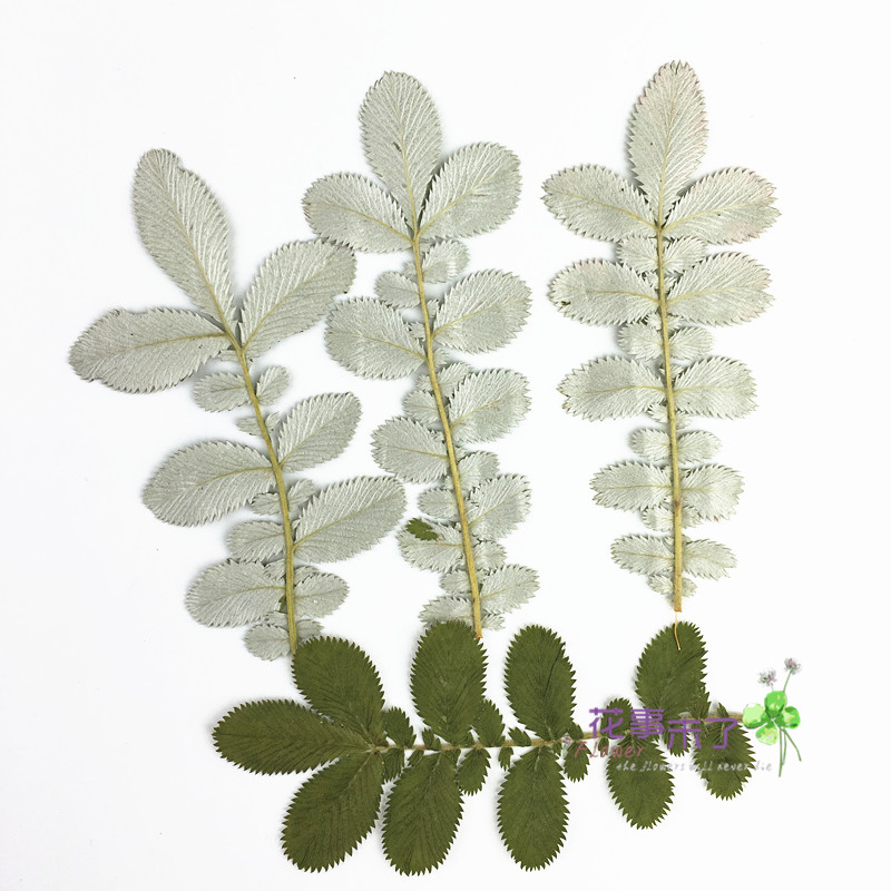 翻白叶 苇菱叶 本色 押花压花干花 天然干花手机壳 植物标本