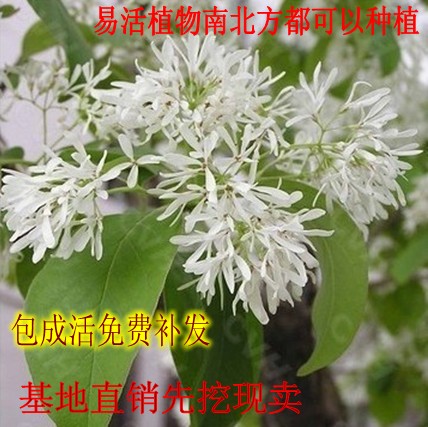 流苏树苗 流苏小苗 流苏苗木 流苏苗 流苏树苗批发 油根 嫁接桂花